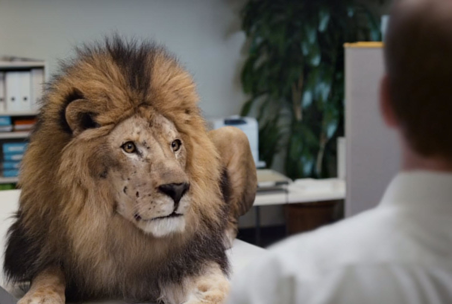 ‘They are not dangerous animals’: Judge allows Calgary engineer to ...